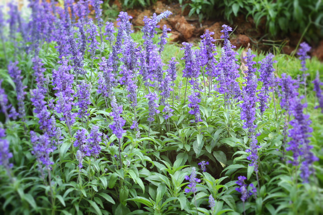 Central Texas Planting Guide for Every Season – Texas Landscape Creations