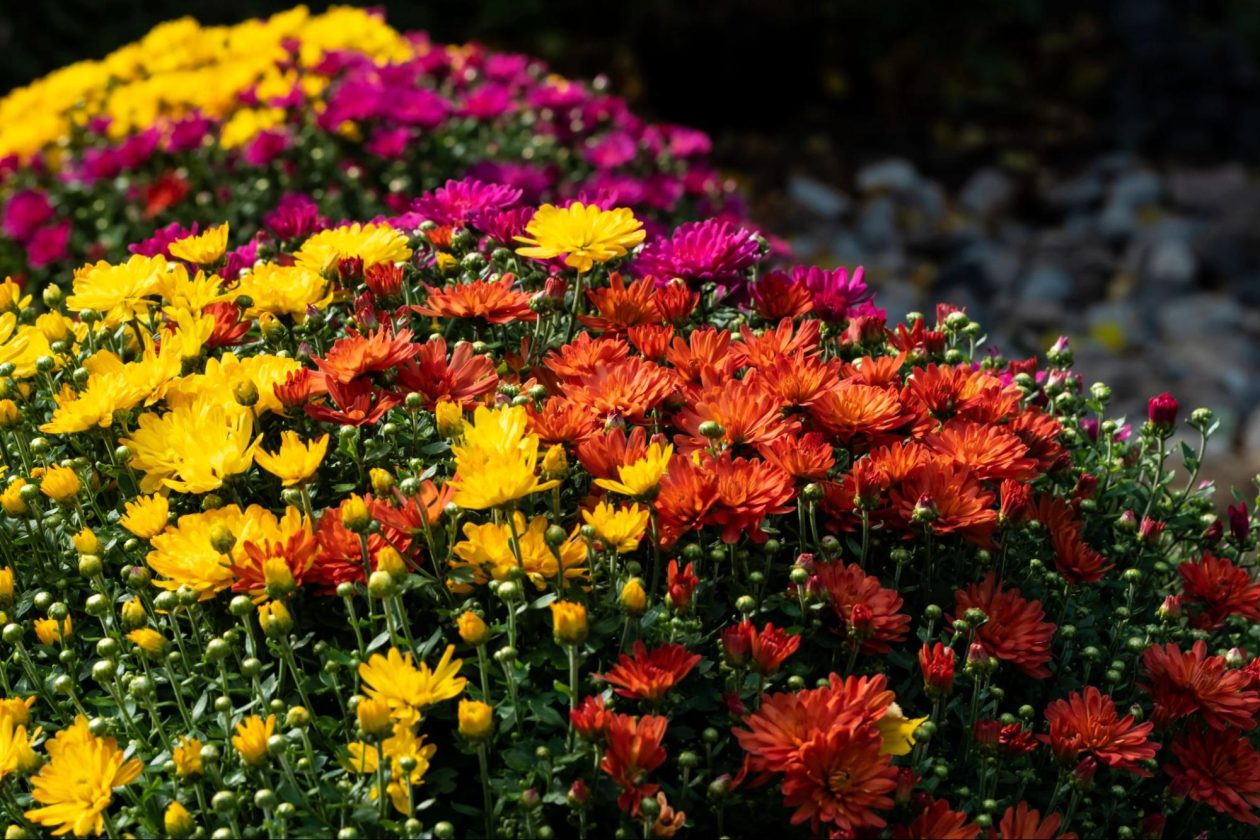 Creating Pollinator-Friendly Gardens: How to Build a Backyard Paradise ...