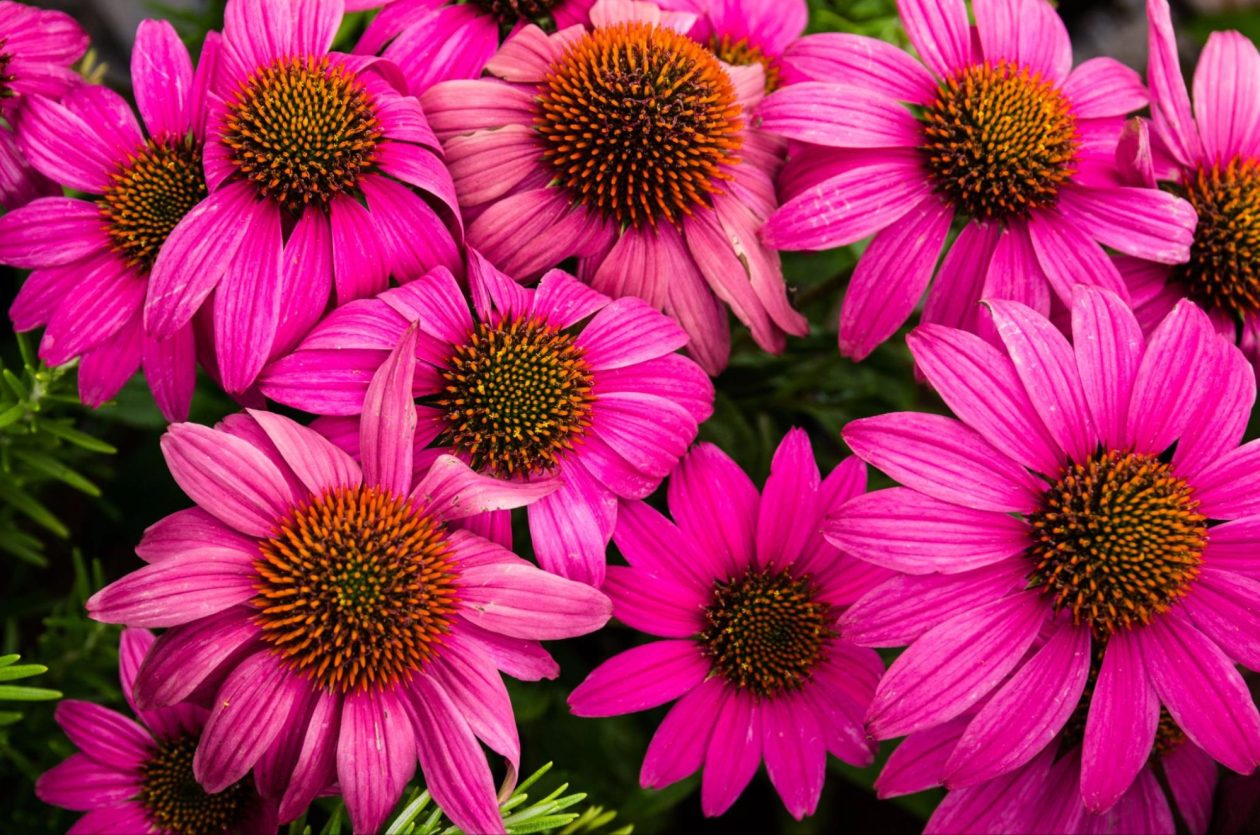 Creating Pollinator-Friendly Gardens: How to Build a Backyard Paradise ...
